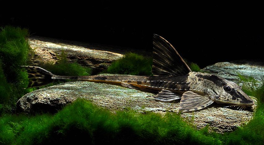 Loricaria - Alchetron, The Free Social Encyclopedia