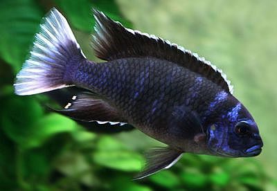 White Tail Acei (Pseudotropheus acei "ngara") | Tropical Fish Keeping