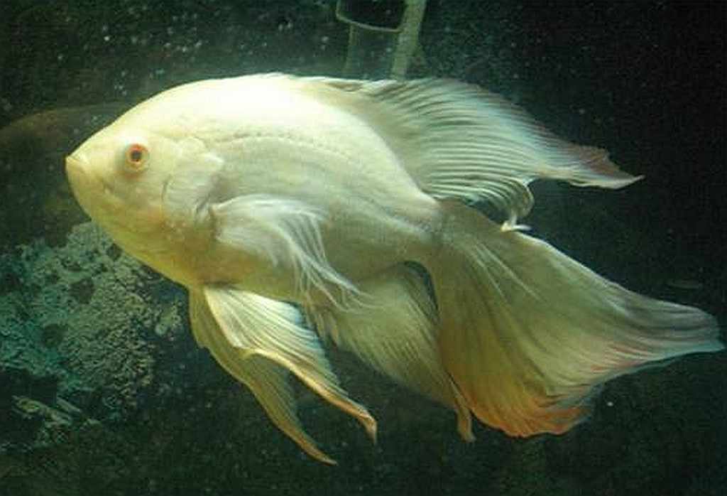 Veiled Oscar Cichlid