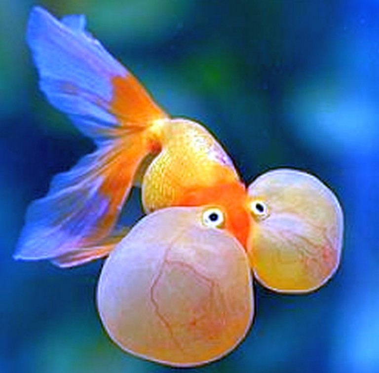 Goldfish (Carassius auratus) | Tropical Fish Keeping