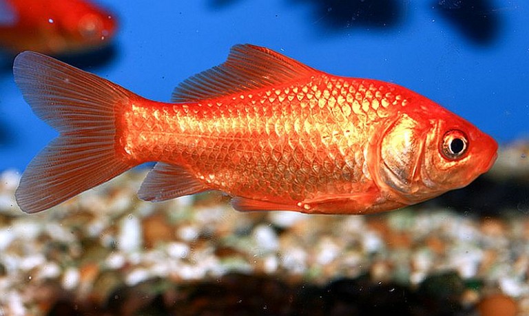 Goldfish (Carassius auratus) | Tropical Fish Keeping