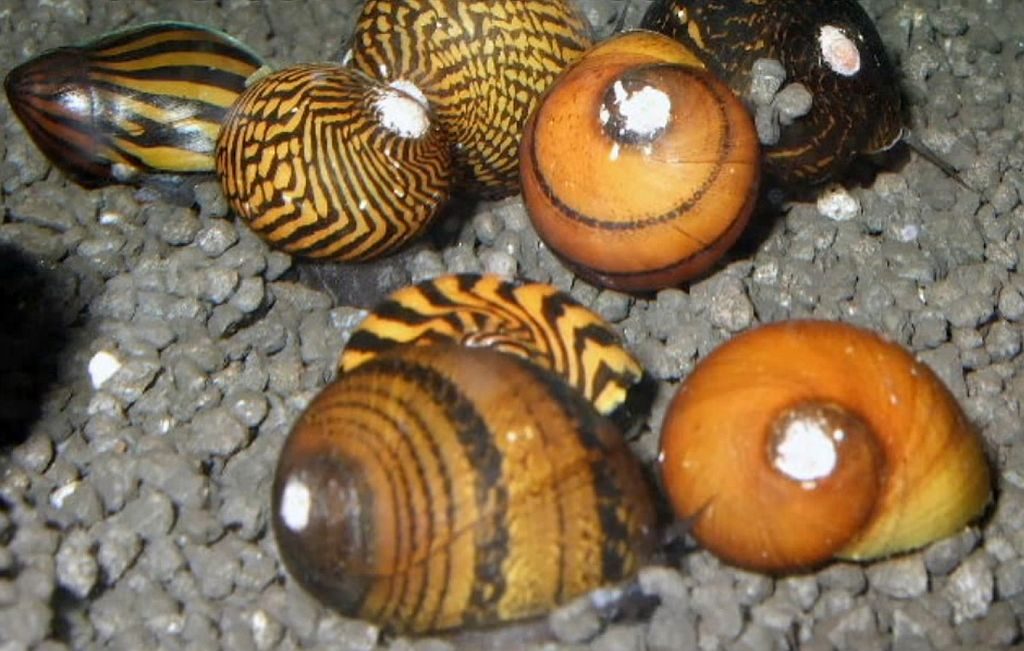 Nerite Snails (Neritina natalensis) | Tropical Fish Keeping