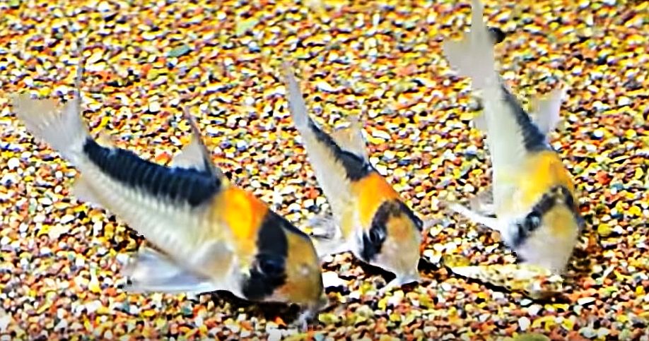 Adolfo’s Cory (Corydoras Adolfoi) | Tropical Fish KeepingTropical Fish ...