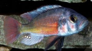 Fire Red Uganda Cichlid (Haplochromis s. “fire”) | Tropical Fish Keeping